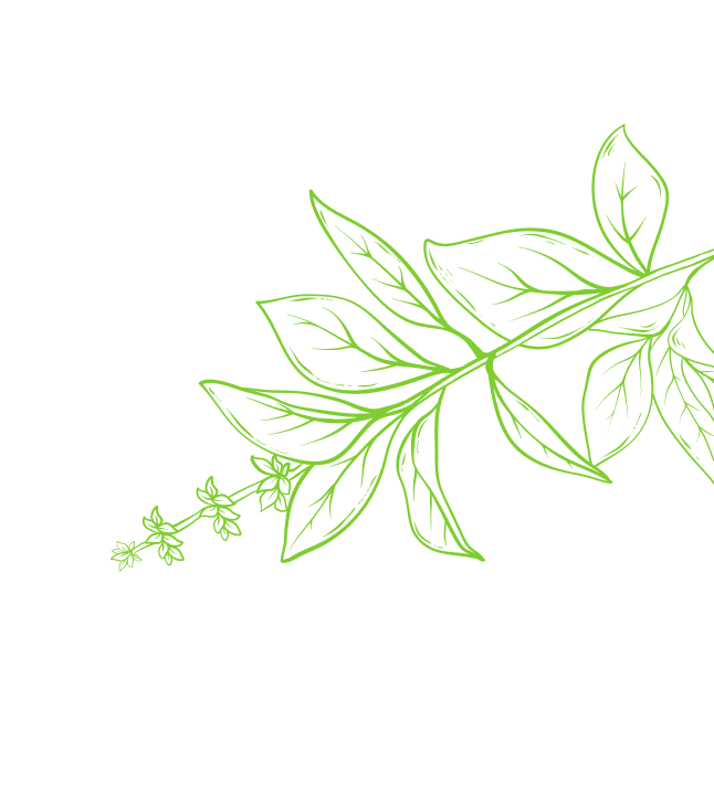 Rustic Wisdom - Transform Your Health Journey